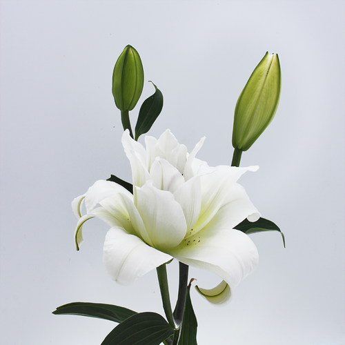 Fresh Flowers Delivery | Wholesale Flowers | Subscriptions – Fresh Picks Co