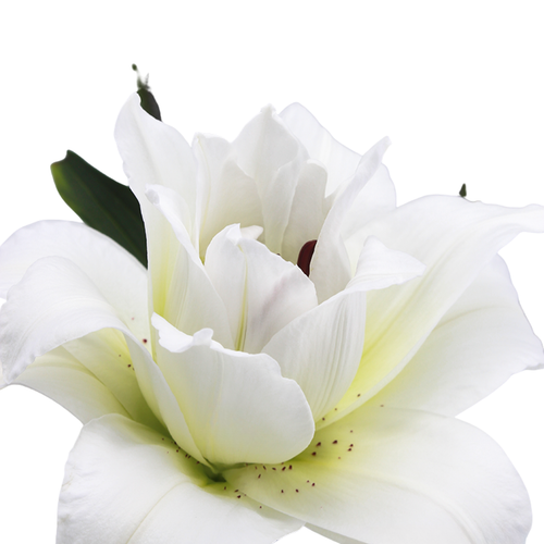 Fresh Flowers Delivery | Wholesale Flowers | Subscriptions – Fresh Picks Co